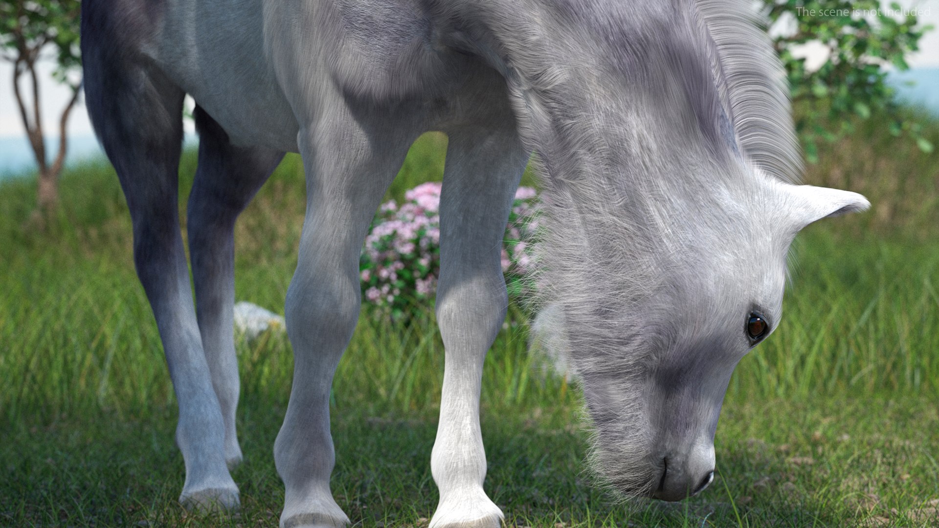 3D White Shetland Pony In Grazing Pose Fur Model - TurboSquid 2237134