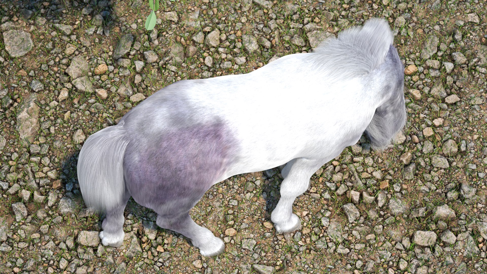 3D White Shetland Pony In Grazing Pose Fur Model - TurboSquid 2237134