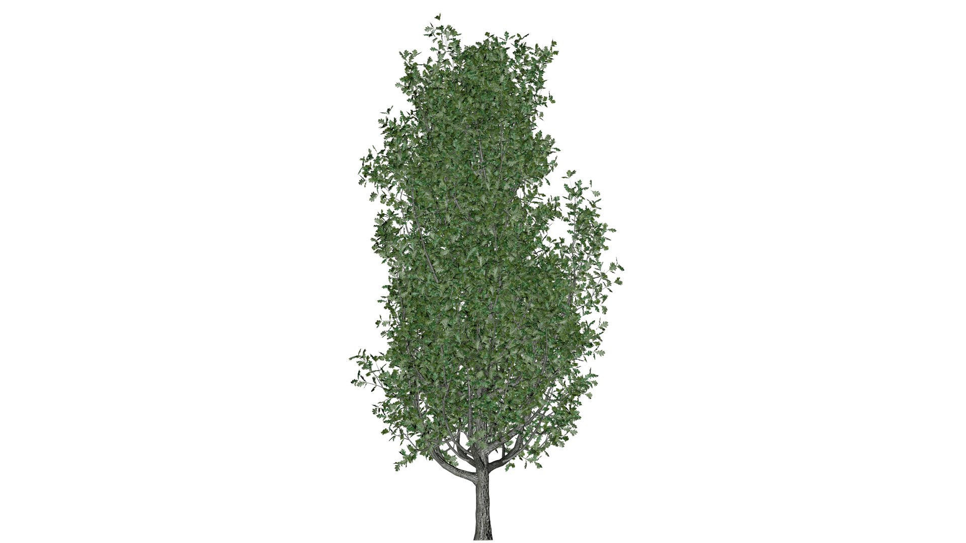 3D Cypress Oak Tree - 02 - - TurboSquid 2375794