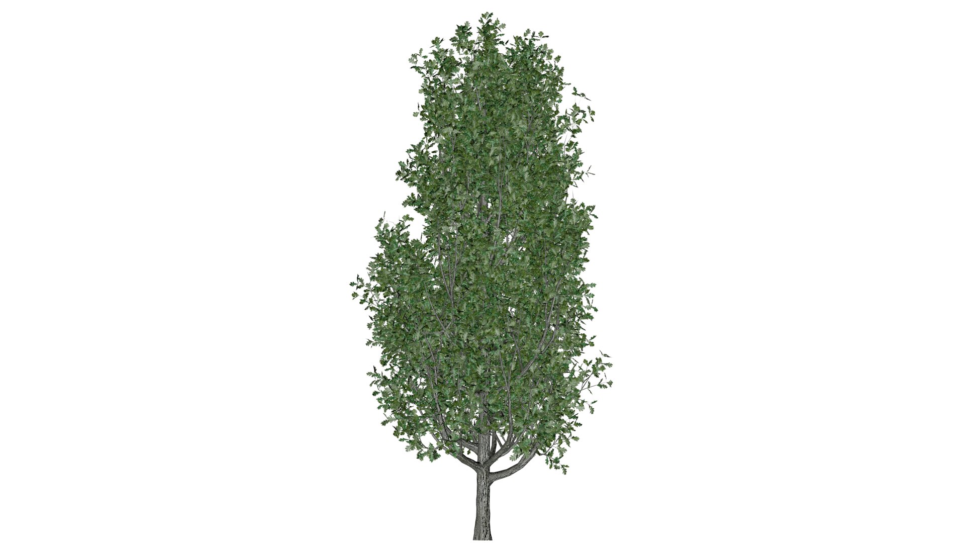3D Cypress Oak Tree - 02 - - TurboSquid 2375794