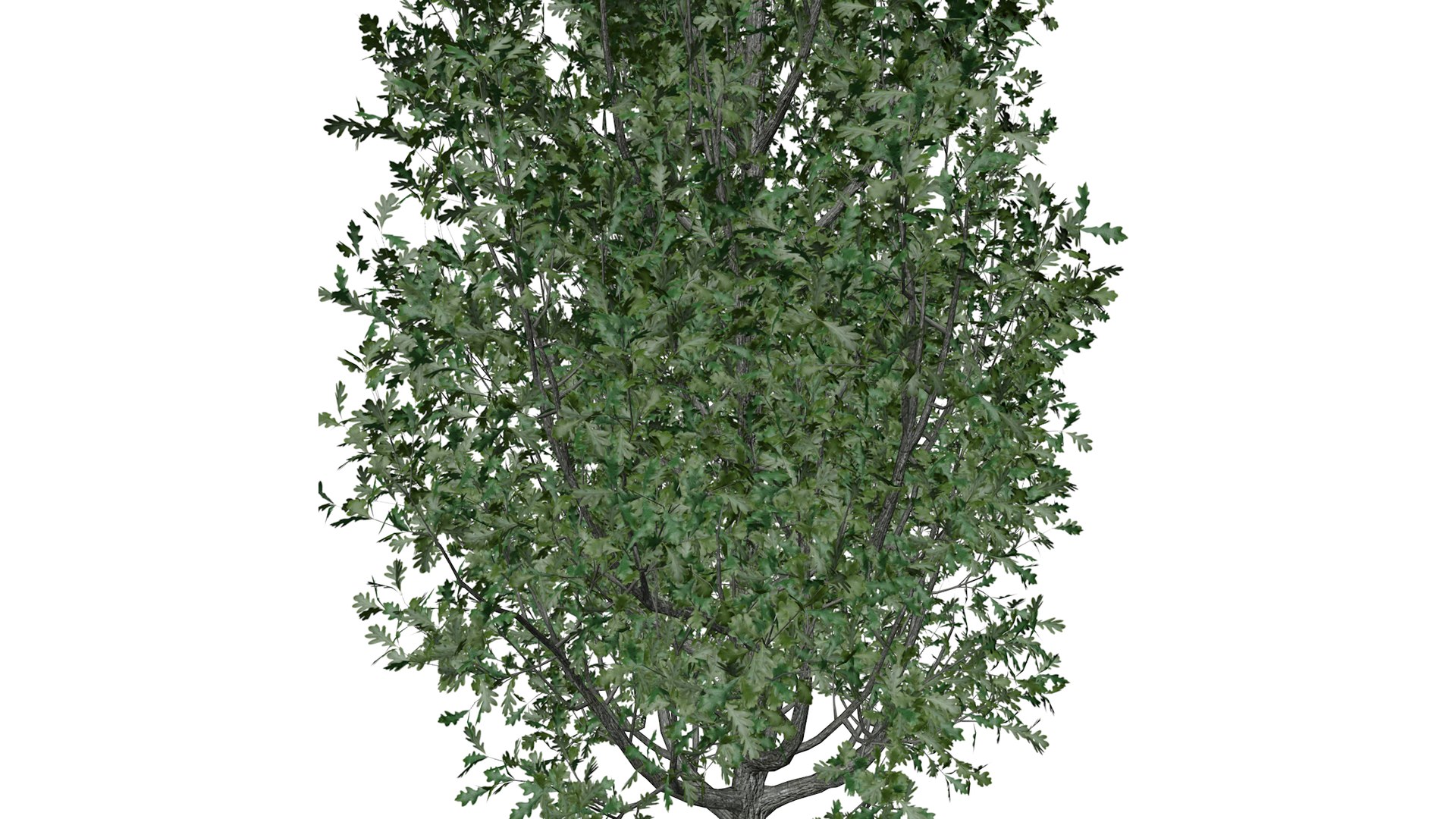 3D Cypress Oak Tree - 02 - - TurboSquid 2375794