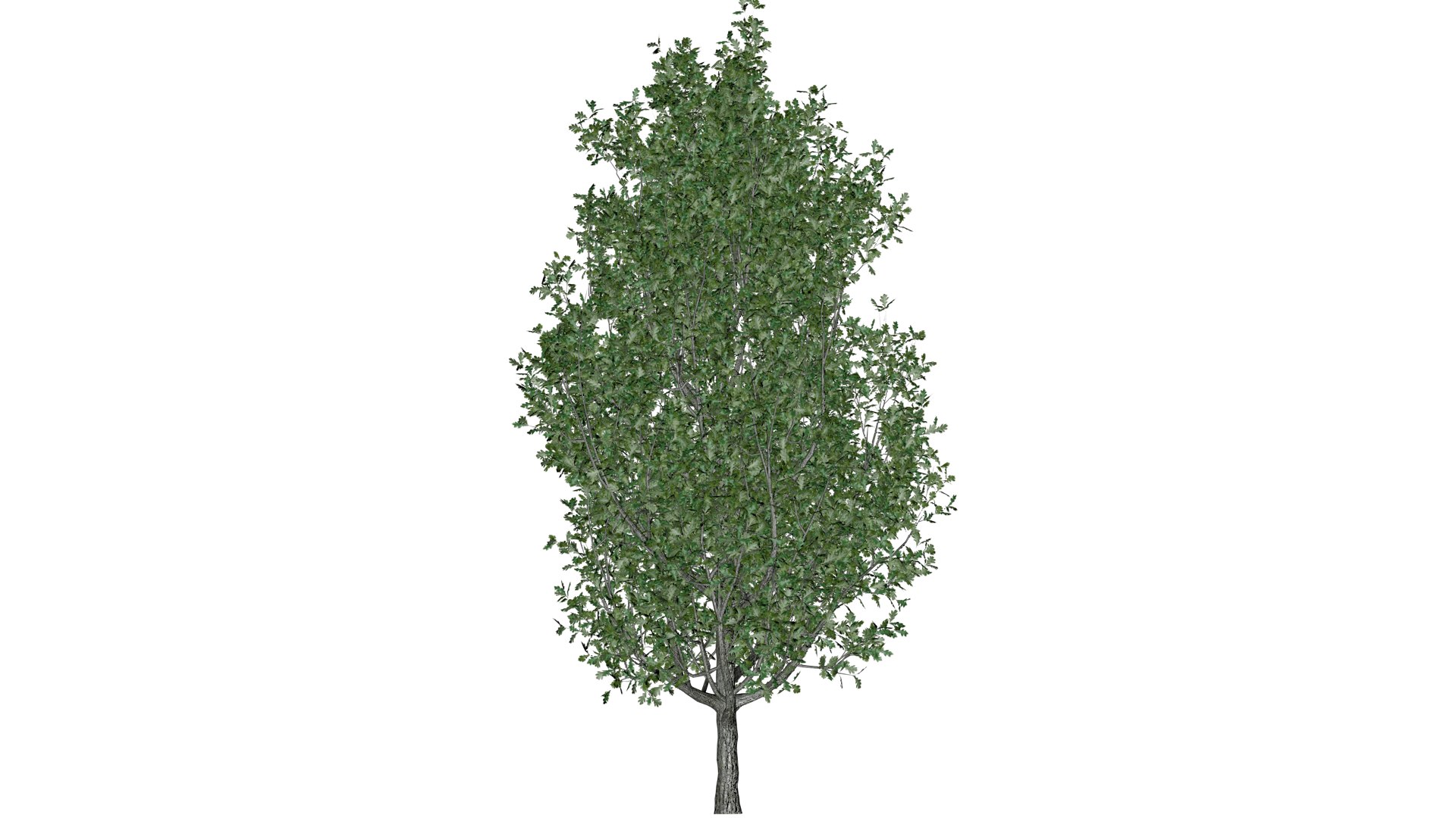 3D Cypress Oak Tree - 02 - - TurboSquid 2375794