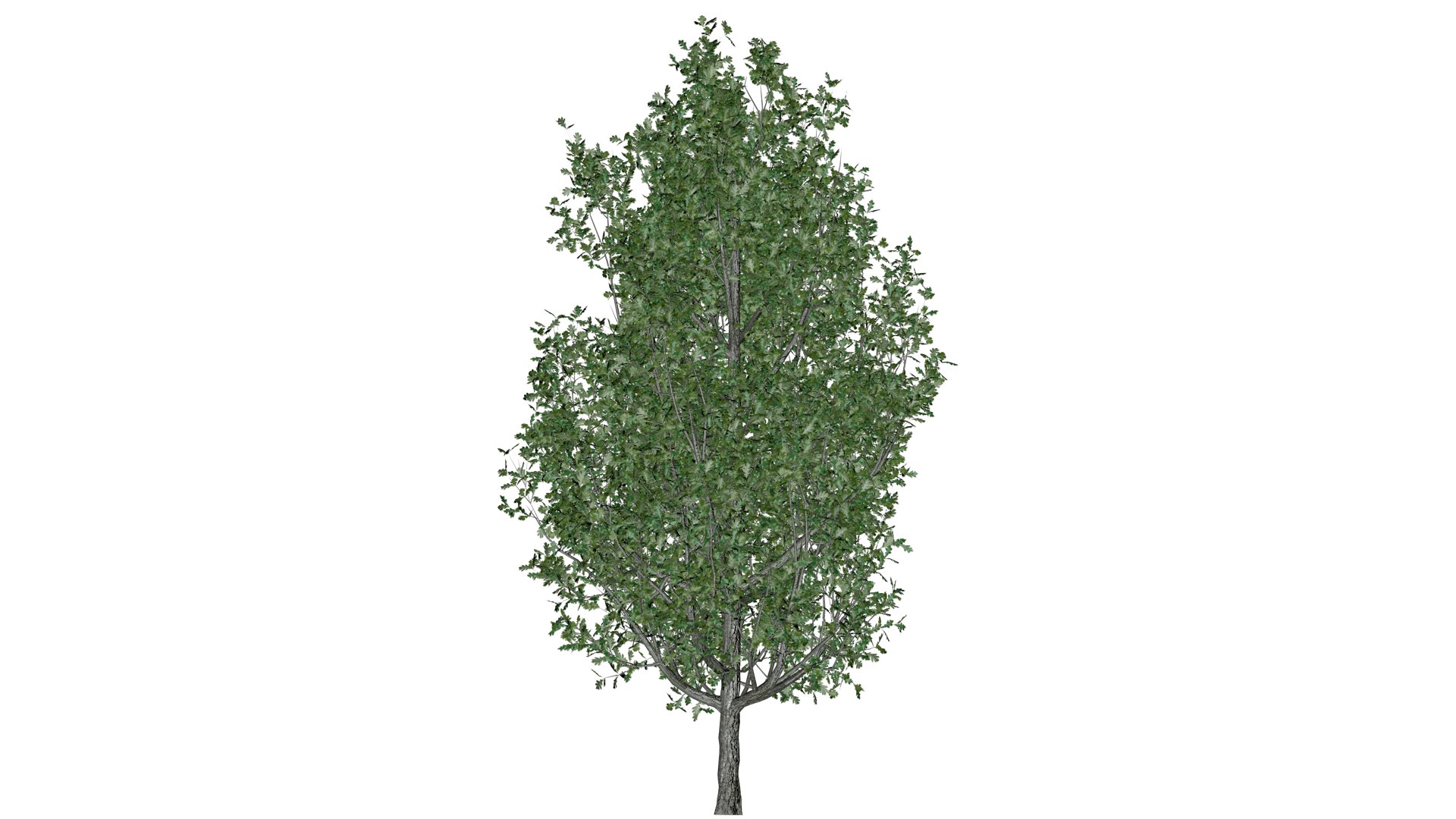 3D Cypress Oak Tree - 02 - - TurboSquid 2375794