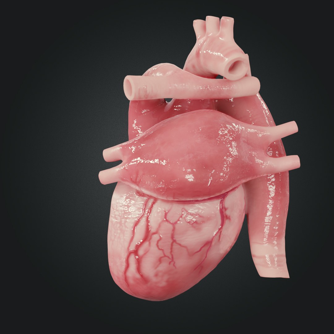 3D Realistic Human Heart - TurboSquid 1448096