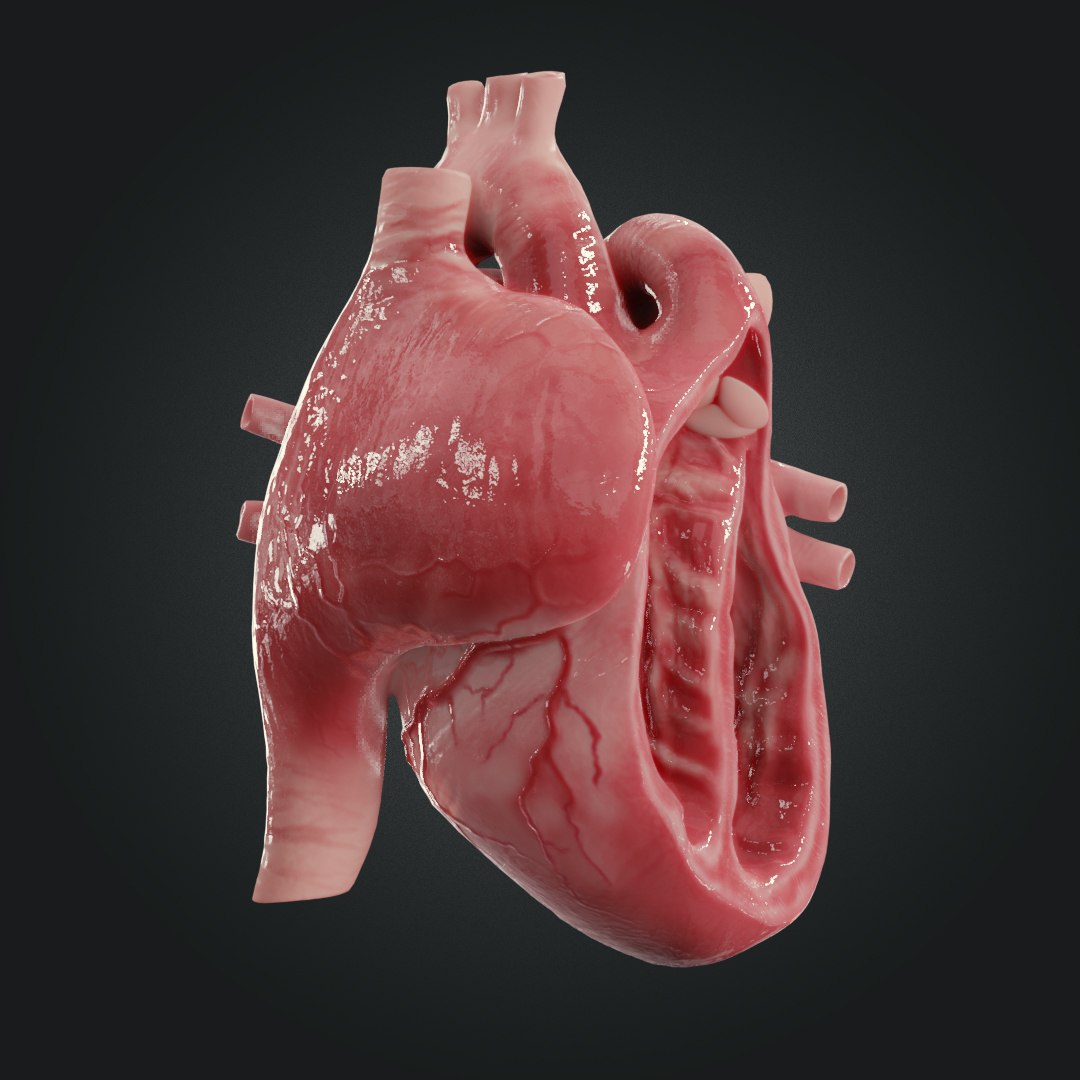 3D Realistic Human Heart - TurboSquid 1448096