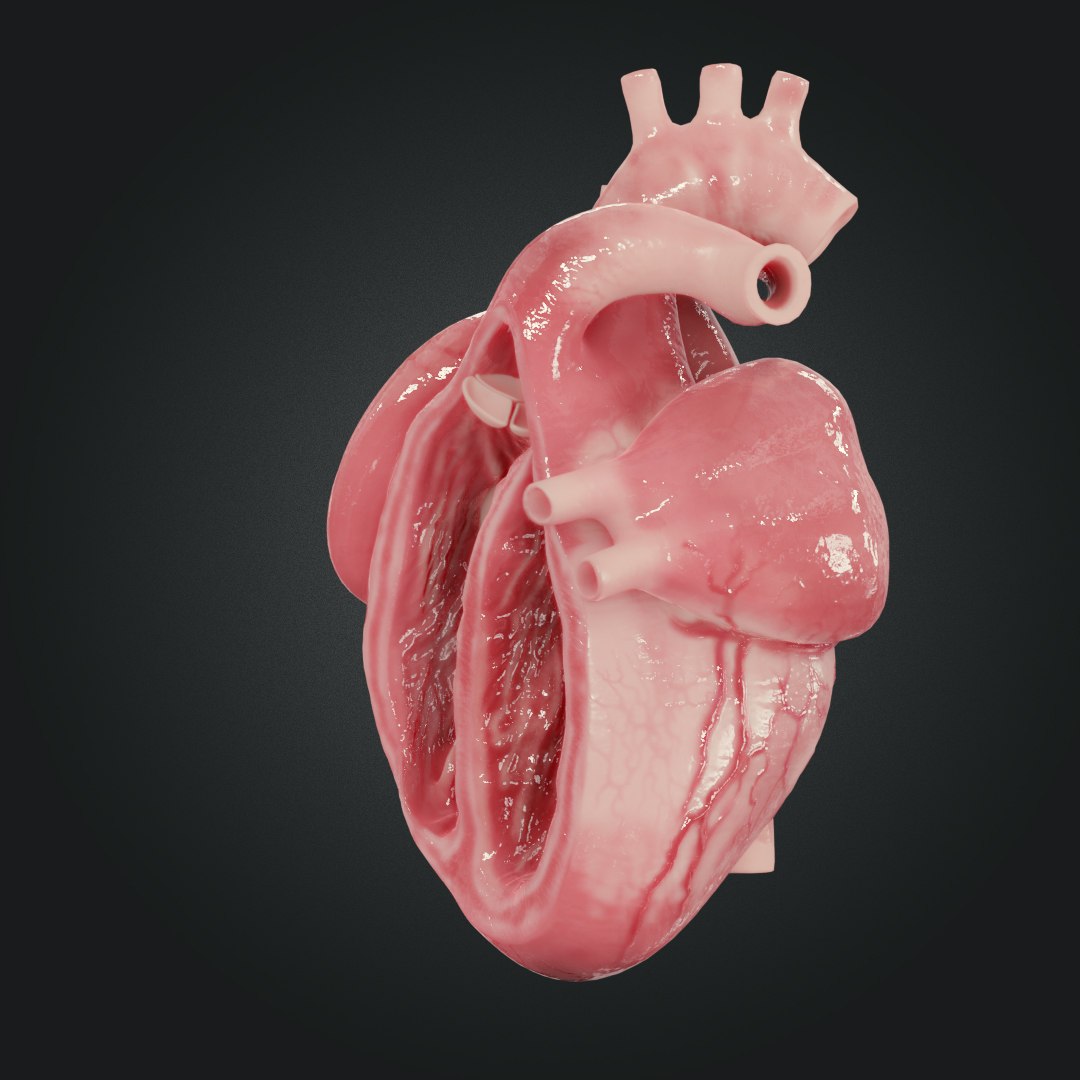 3D Realistic Human Heart - TurboSquid 1448096
