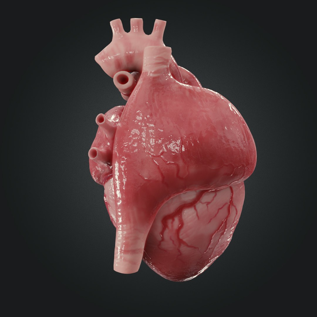 3D Realistic Human Heart - TurboSquid 1448096