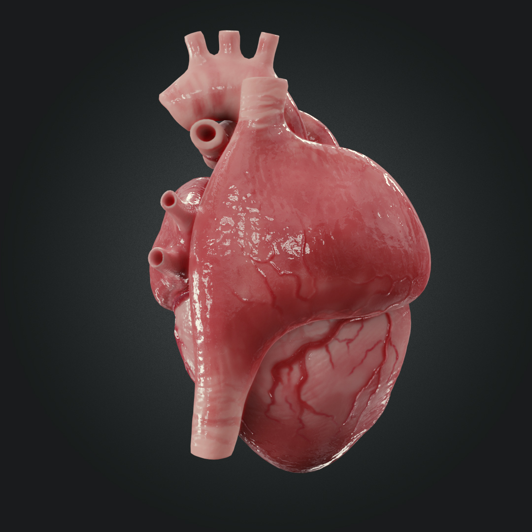 3D realistic human heart - TurboSquid 1448096