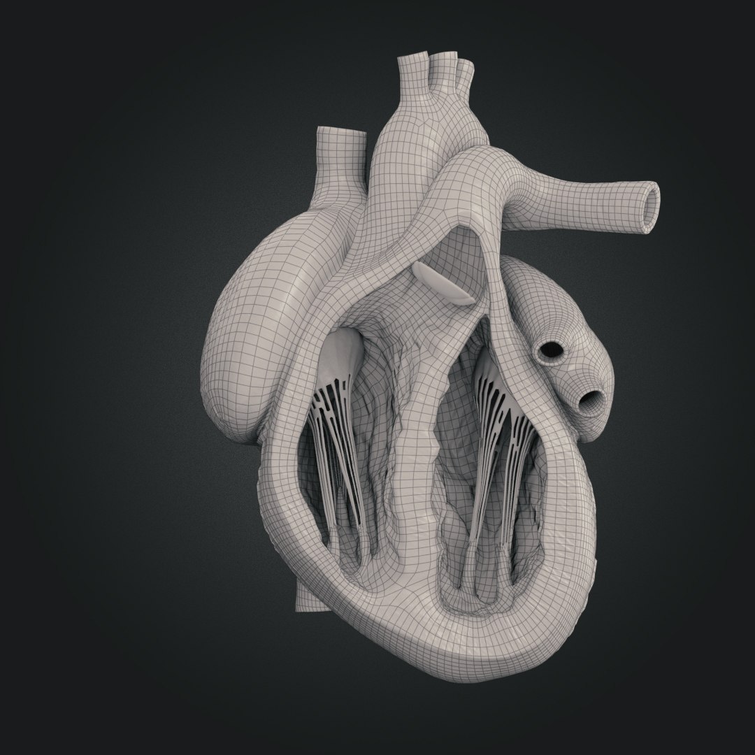 3D Realistic Human Heart - TurboSquid 1448096