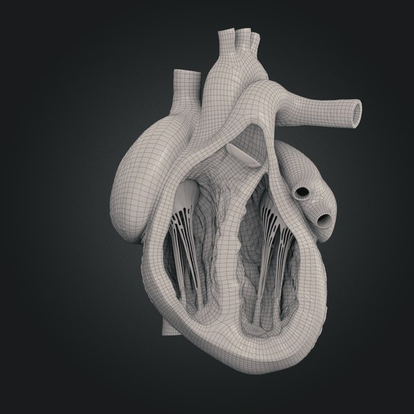 3D realistic human heart - TurboSquid 1448096