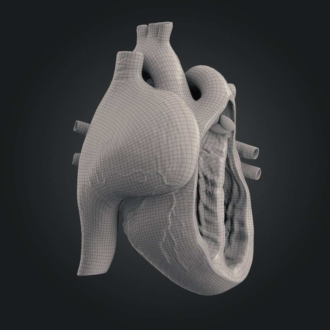 3D Realistic Human Heart - TurboSquid 1448096