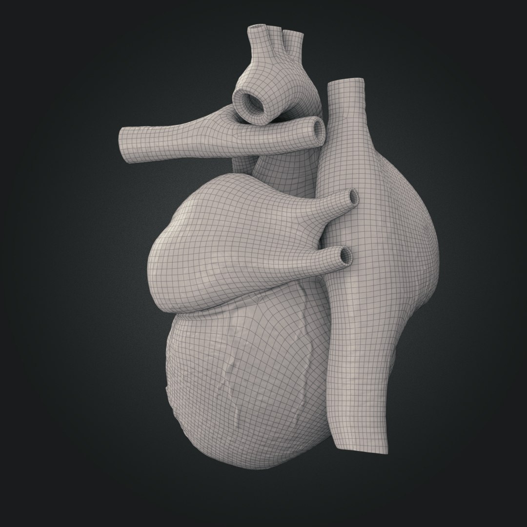 3D Realistic Human Heart - TurboSquid 1448096