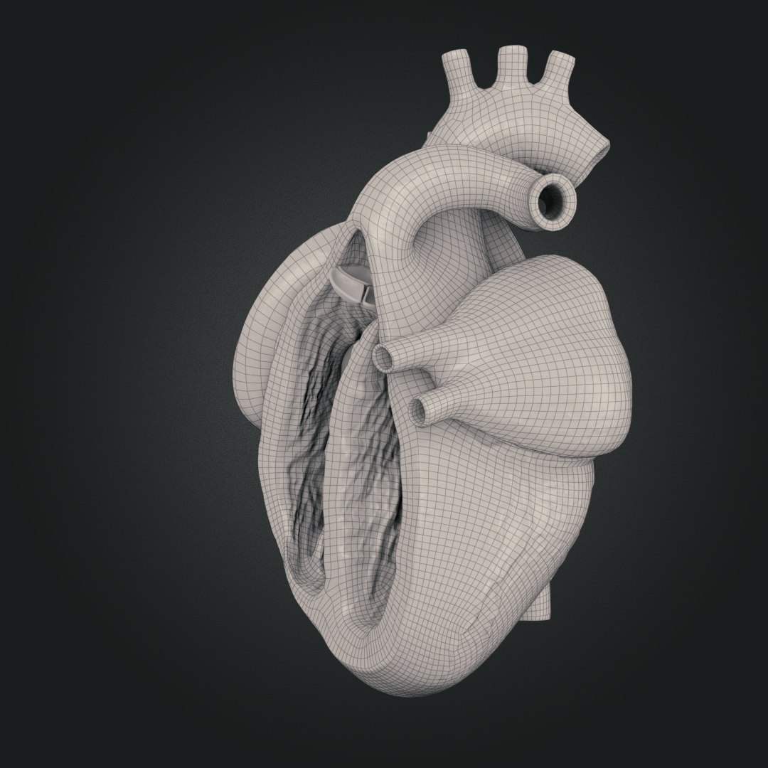 3D Realistic Human Heart - TurboSquid 1448096