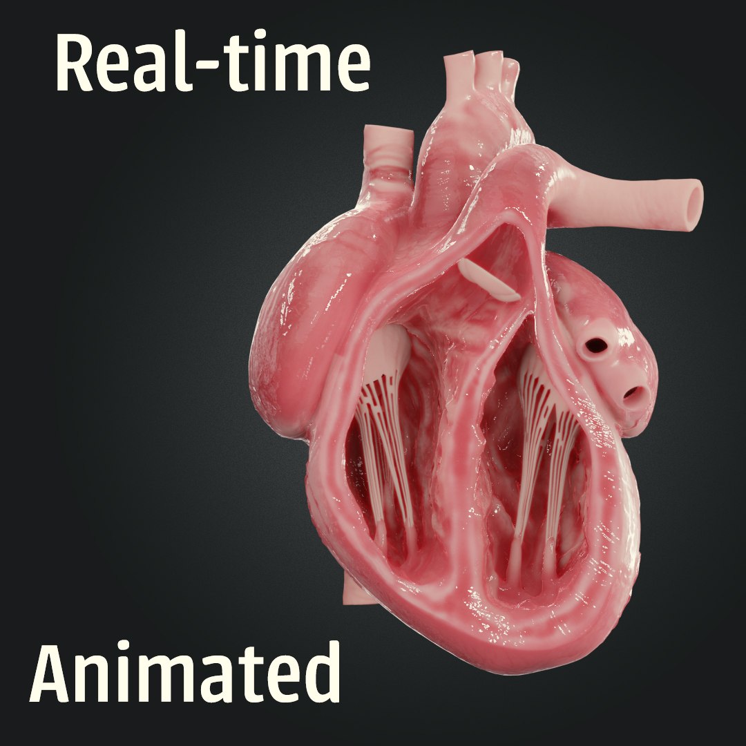 3D Realistic Human Heart - TurboSquid 1448096