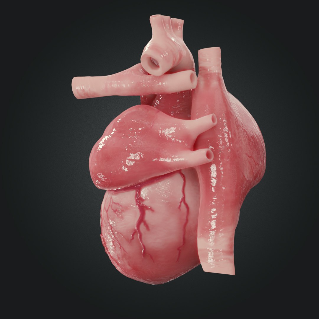 3D Realistic Human Heart - TurboSquid 1448096