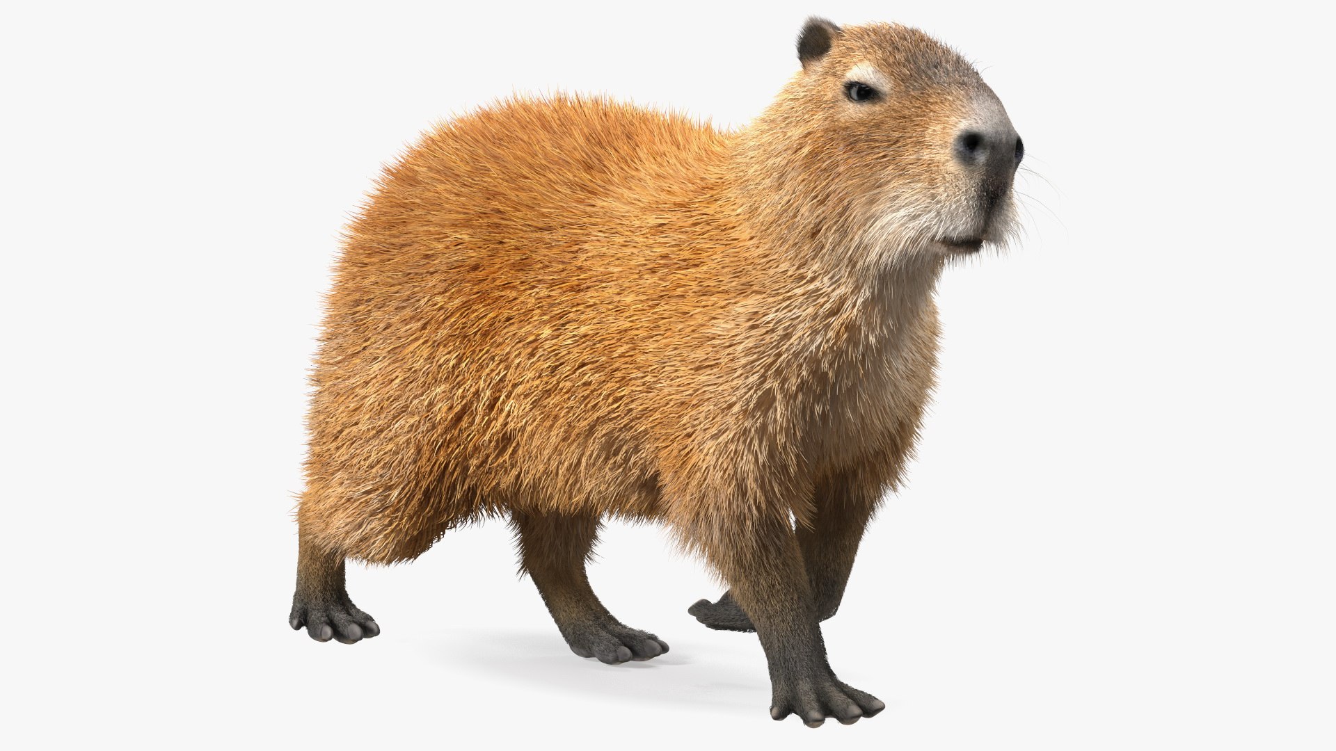 3D Capybara Walking Pose Fur - TurboSquid 1943514