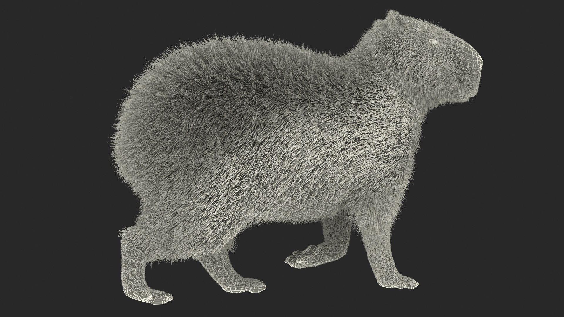 3D Capybara Walking Pose Fur - TurboSquid 1943514