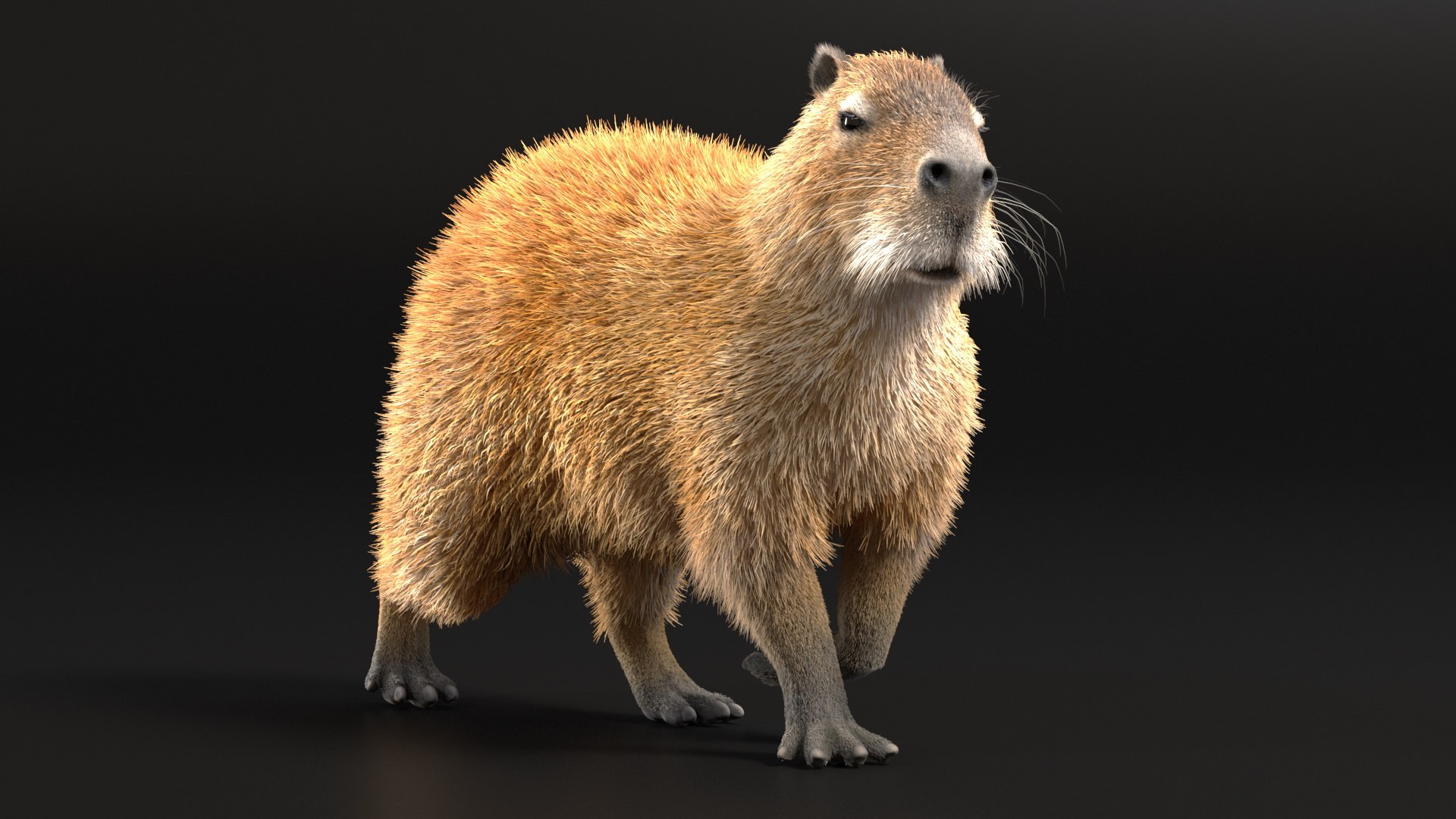 3D Capybara Walking Pose Fur - TurboSquid 1943514