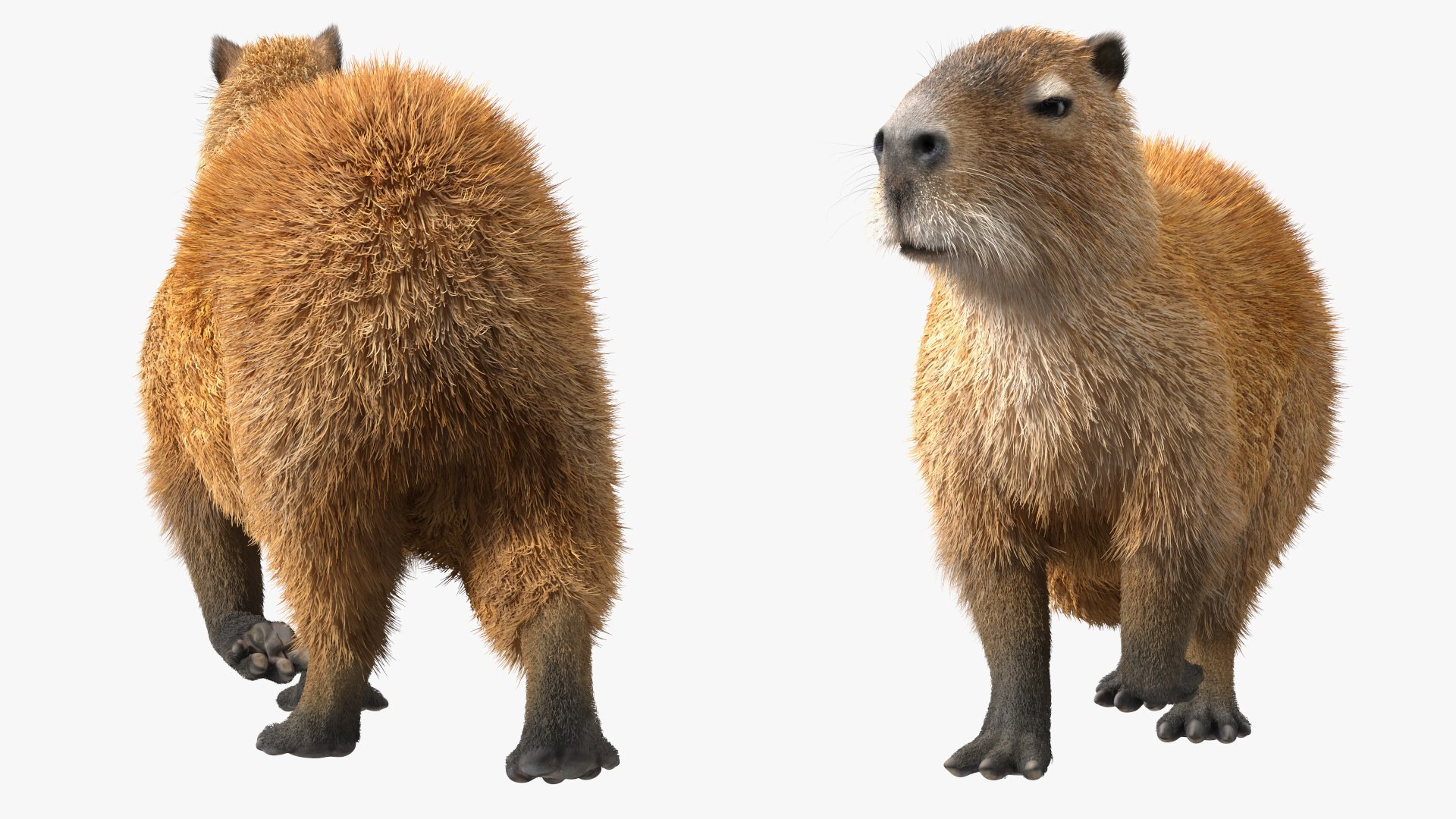 3D Capybara Walking Pose Fur - TurboSquid 1943514