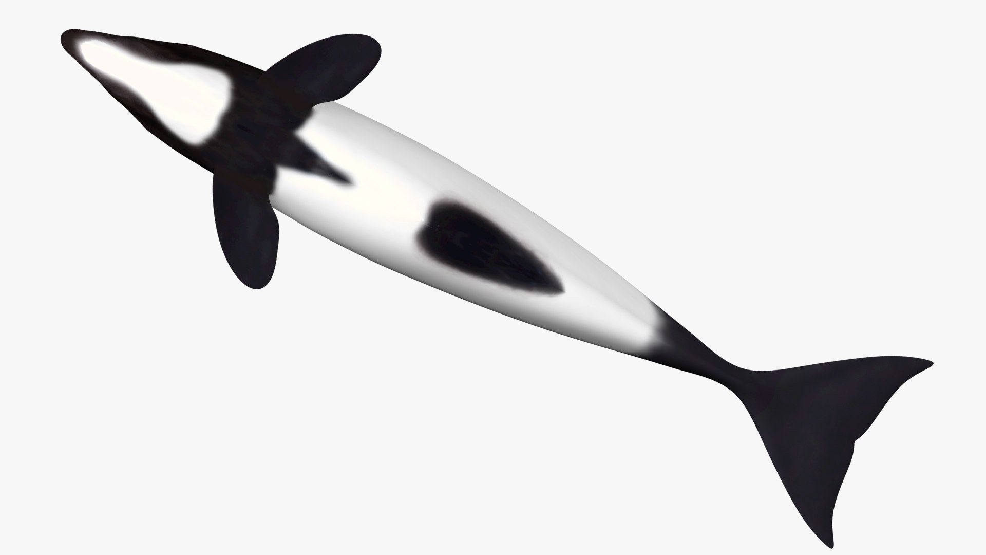 Commerson S Dolphin 3D Model - TurboSquid 1798653