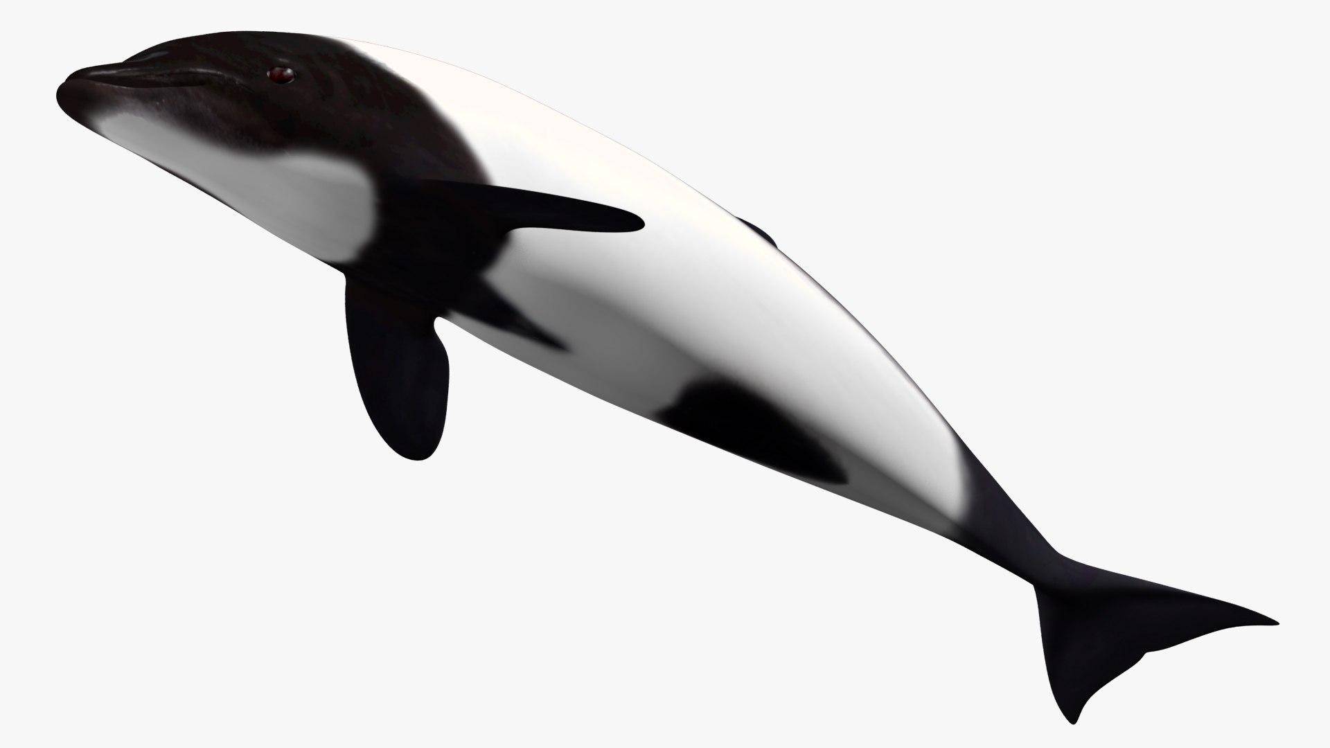 Commerson S Dolphin 3D Model - TurboSquid 1798653