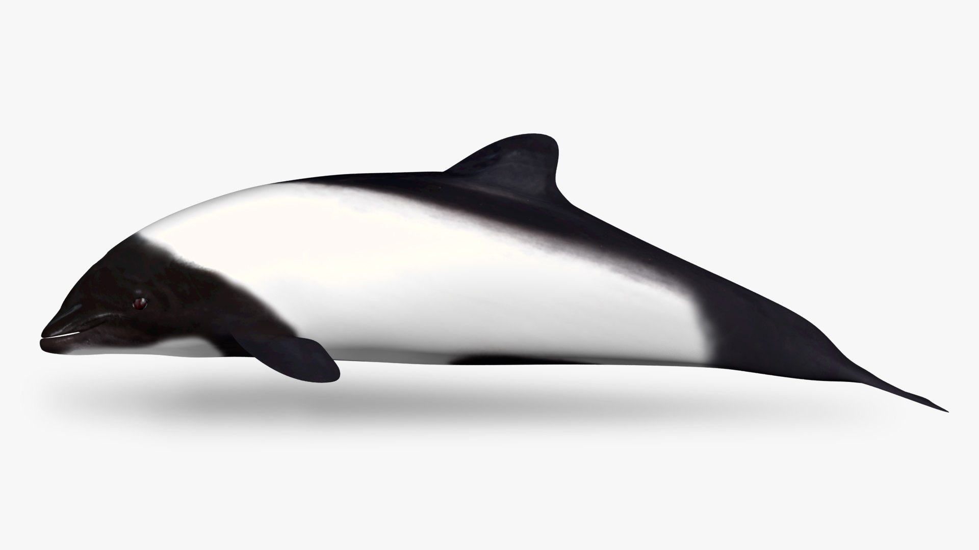 Commerson S Dolphin 3D Model - TurboSquid 1798653