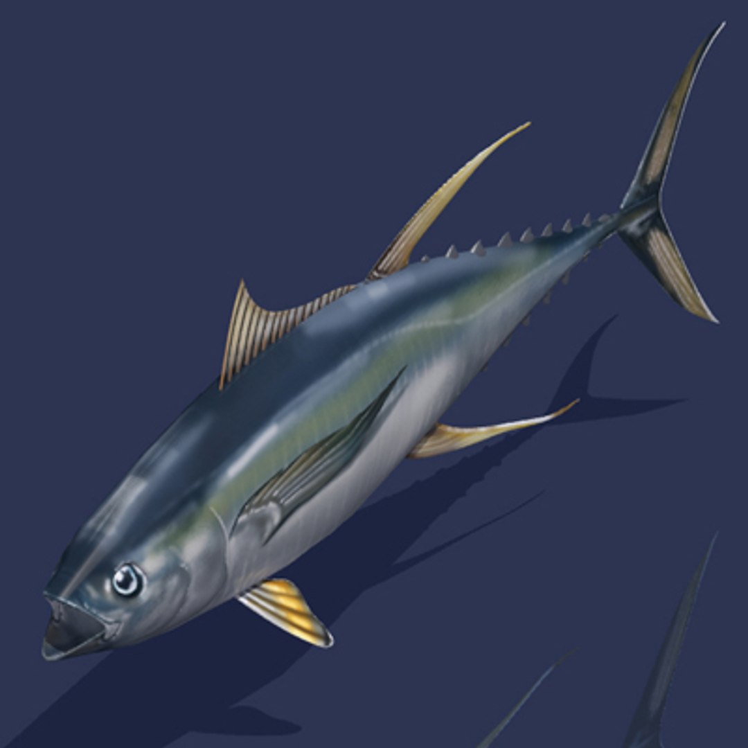 3d Tuna Fishing Model