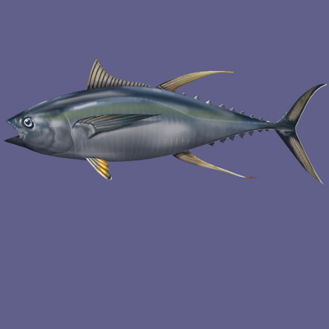 3d Tuna Fishing Model