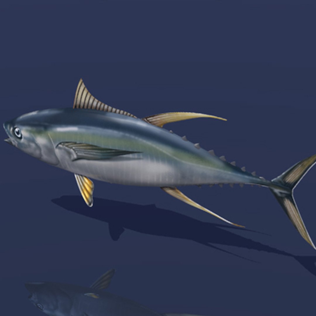 3d Tuna Fishing Model