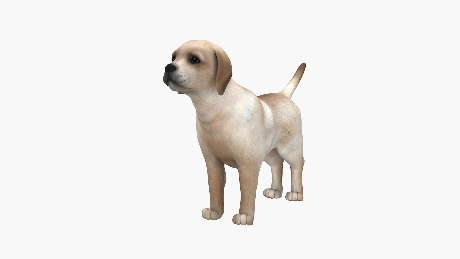3D Model Puppy - TurboSquid 1837525