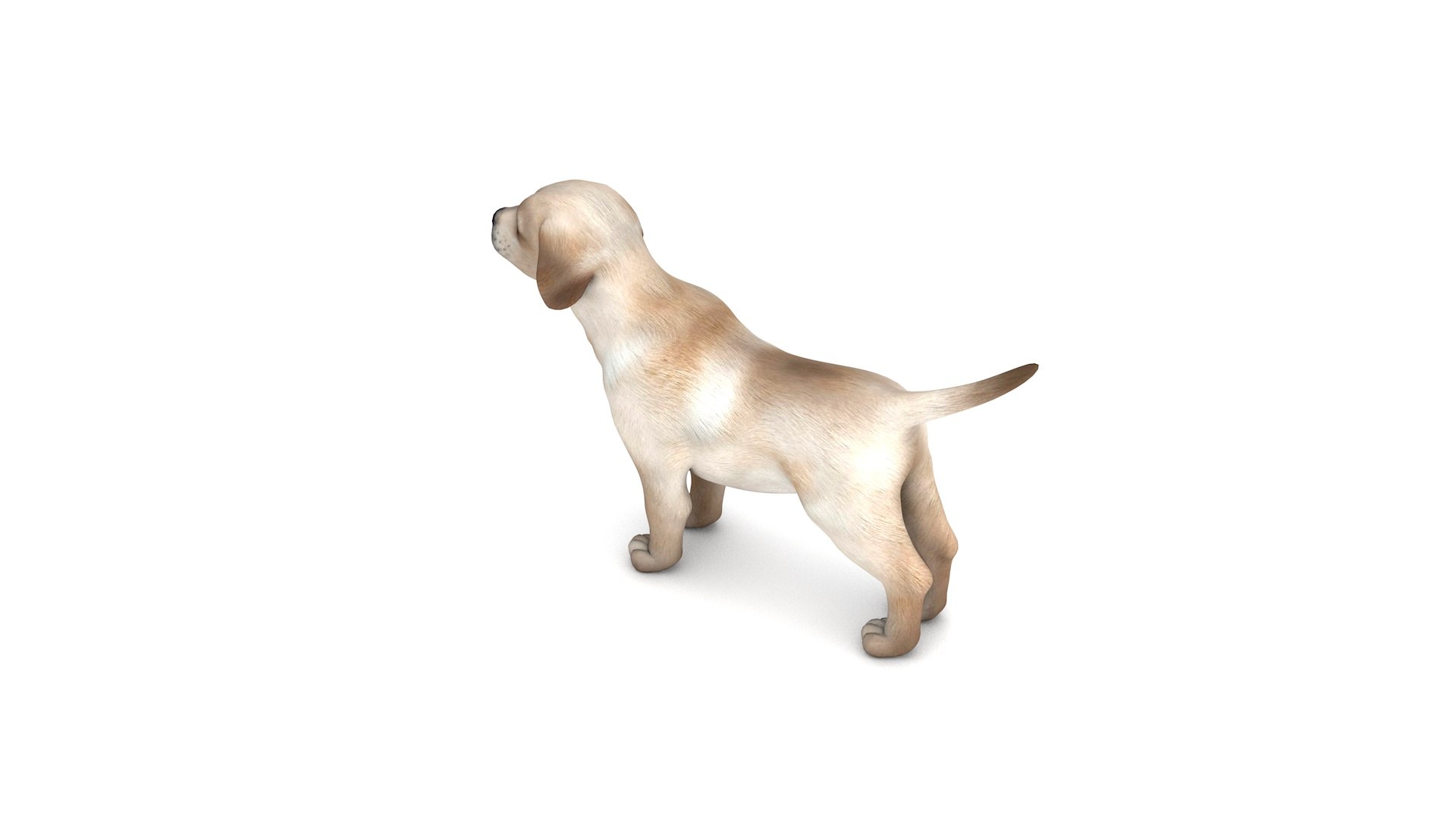 3D Model Puppy - TurboSquid 1837525
