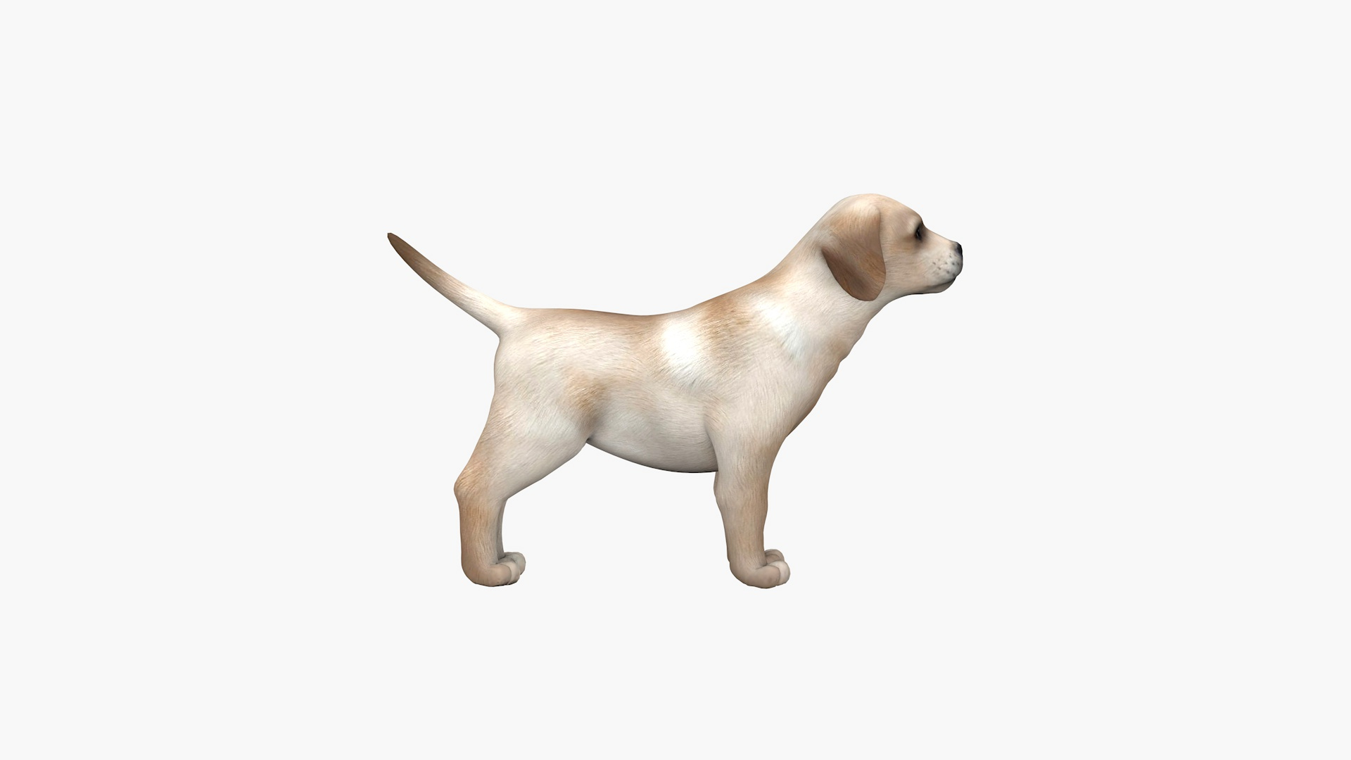 3D model Puppy - TurboSquid 1837525