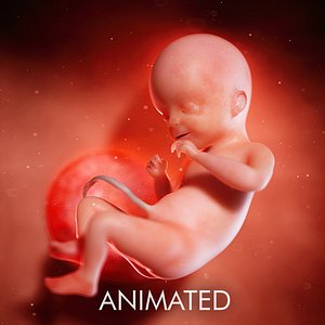 Fetus 3D Models for Download | TurboSquid