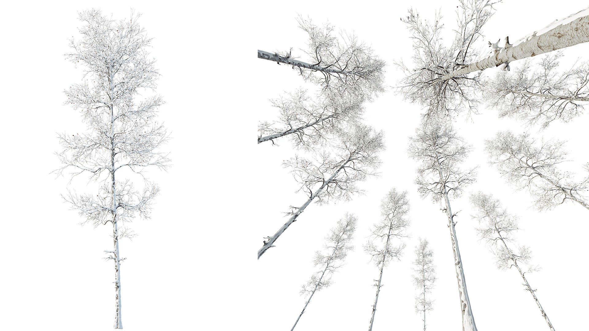 3D AV Plants Populus Tremuloides Winter Snow Model - TurboSquid 2367622