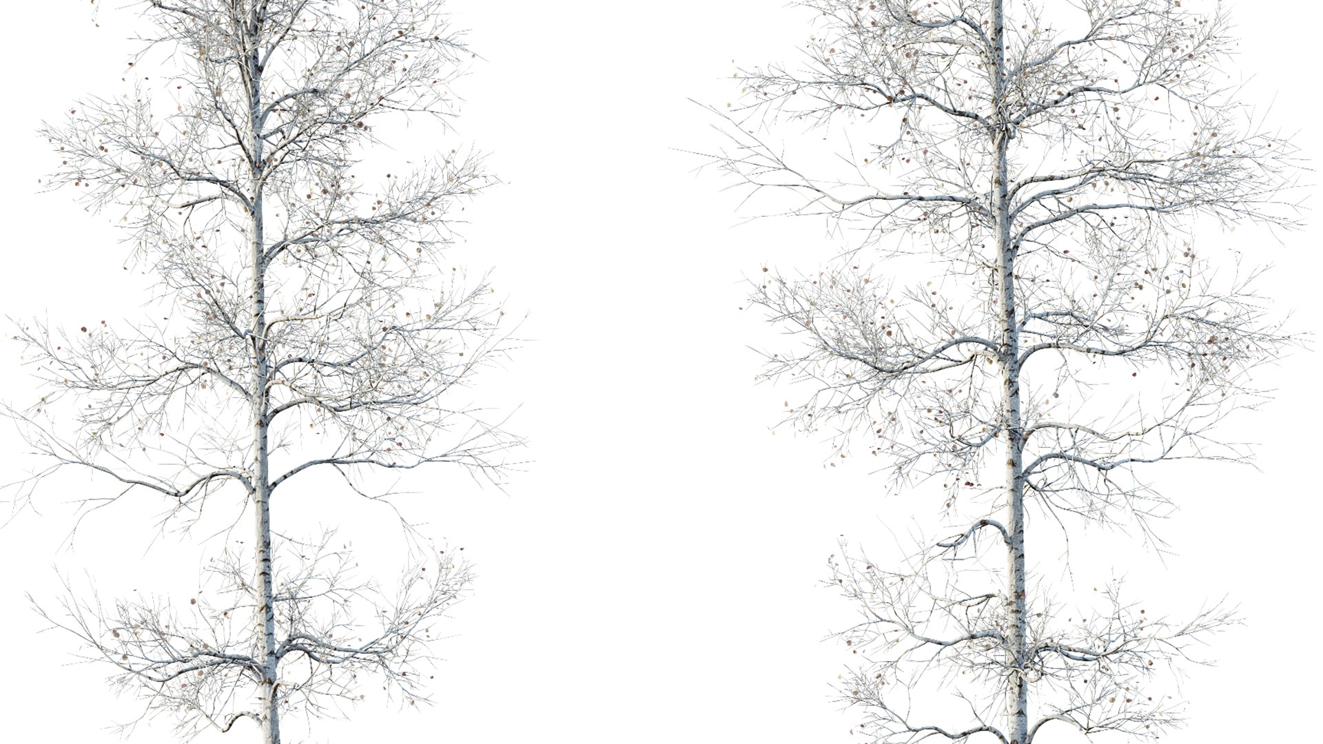 3D AV Plants Populus Tremuloides Winter Snow Model - TurboSquid 2367622