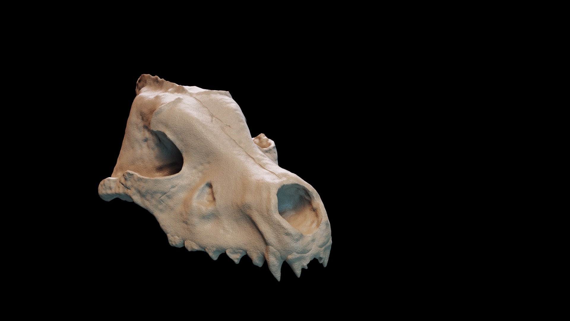 3D Wolfskull - TurboSquid 1863254