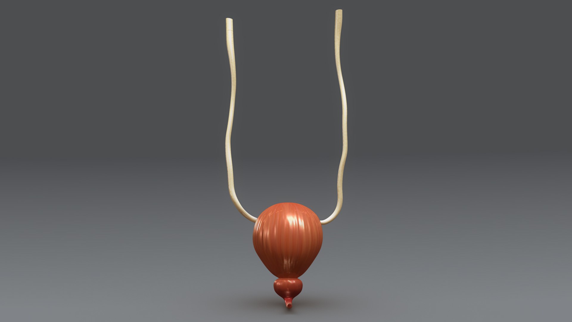 3d Model Urinary Bladder Urine