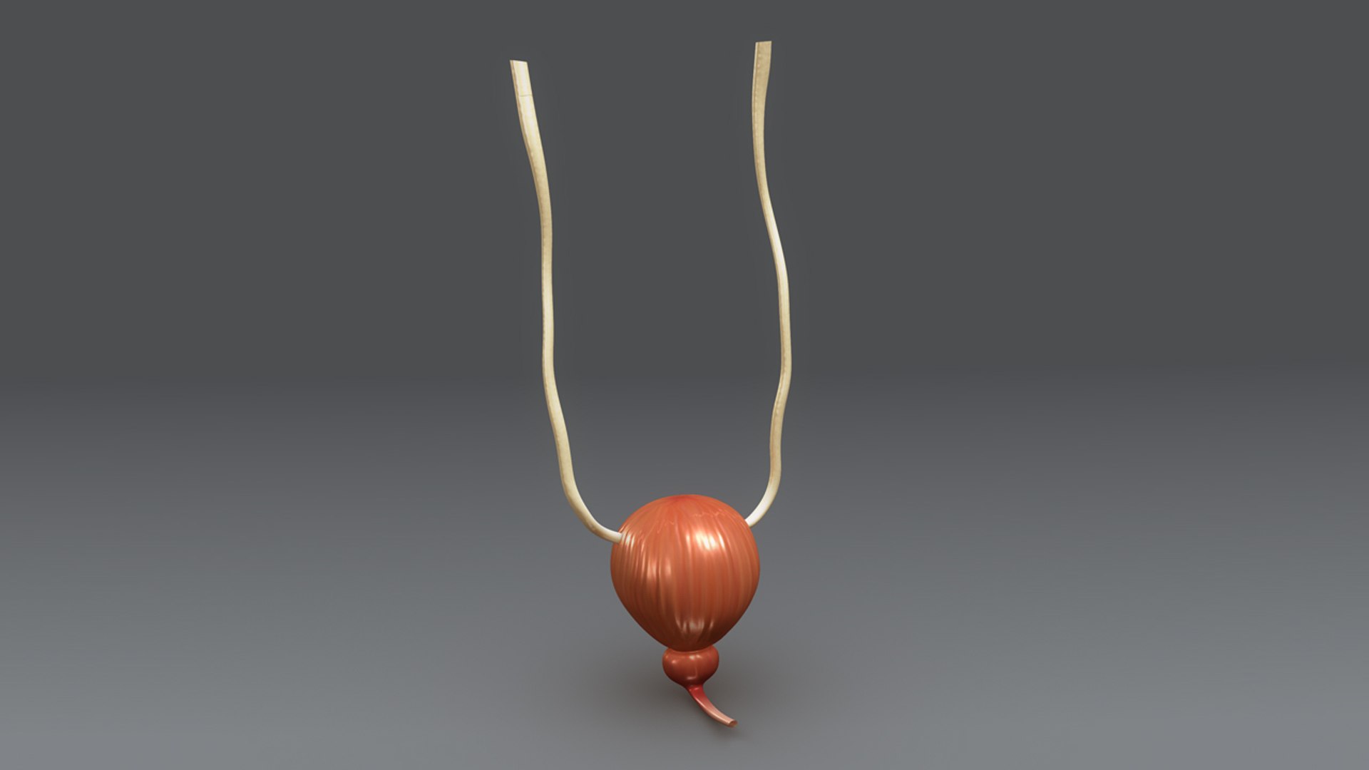 3d Model Urinary Bladder Urine