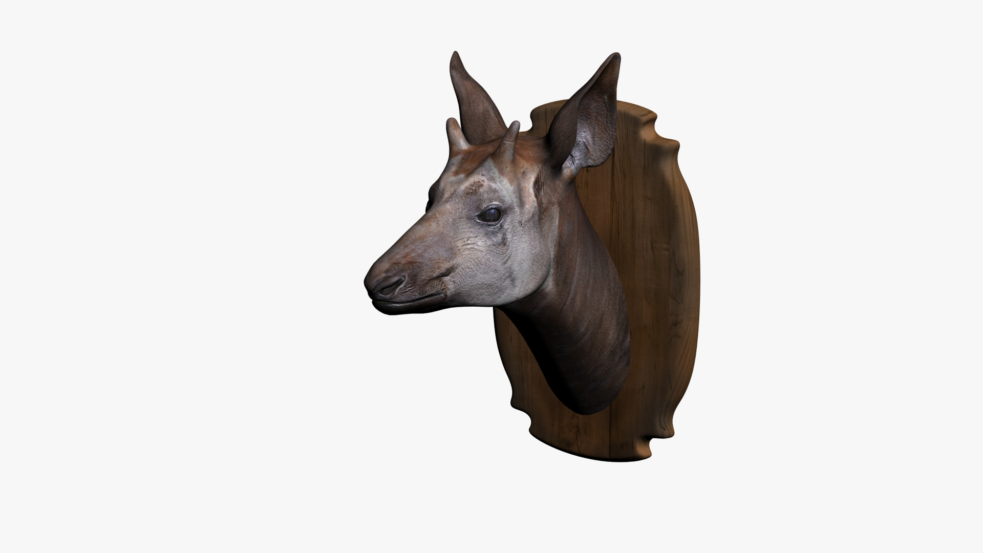 3D Okapi Head - TurboSquid 1910188