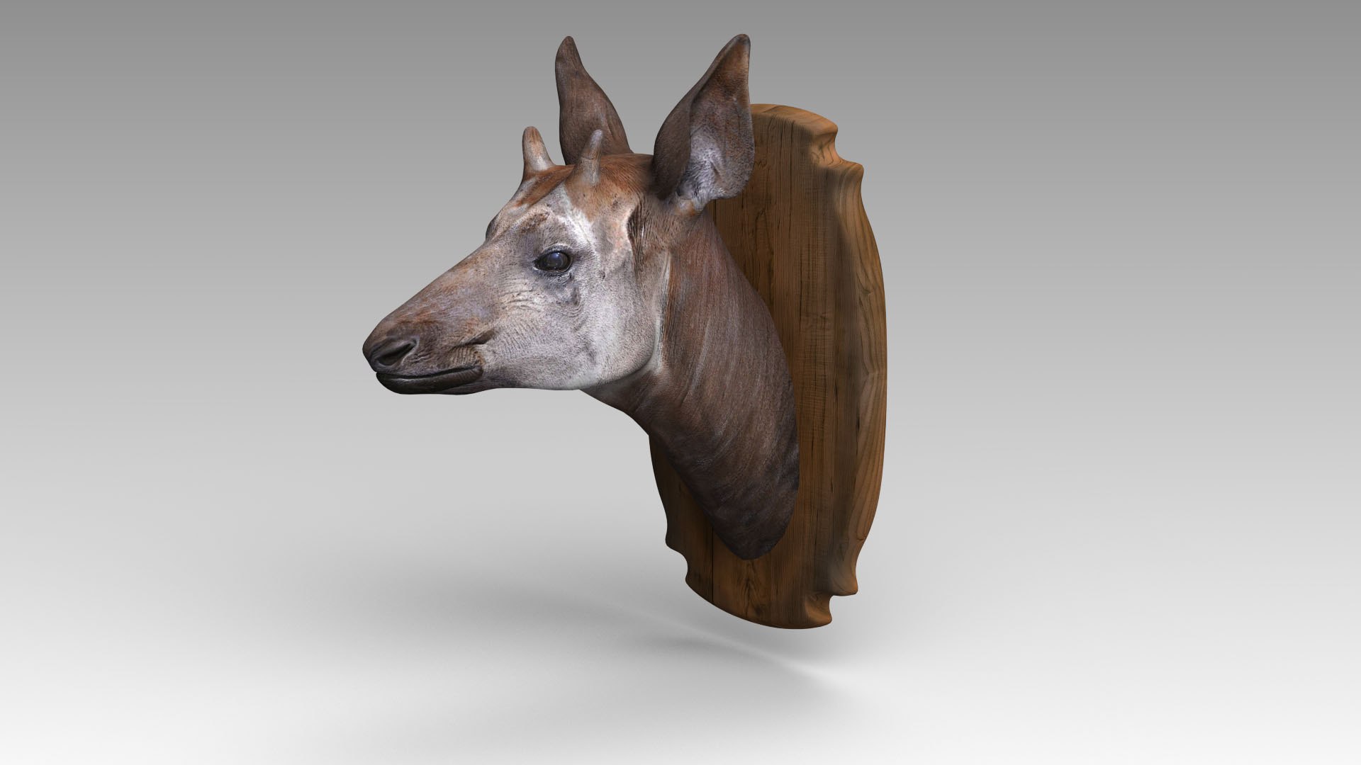 3D Okapi Head - TurboSquid 1910188