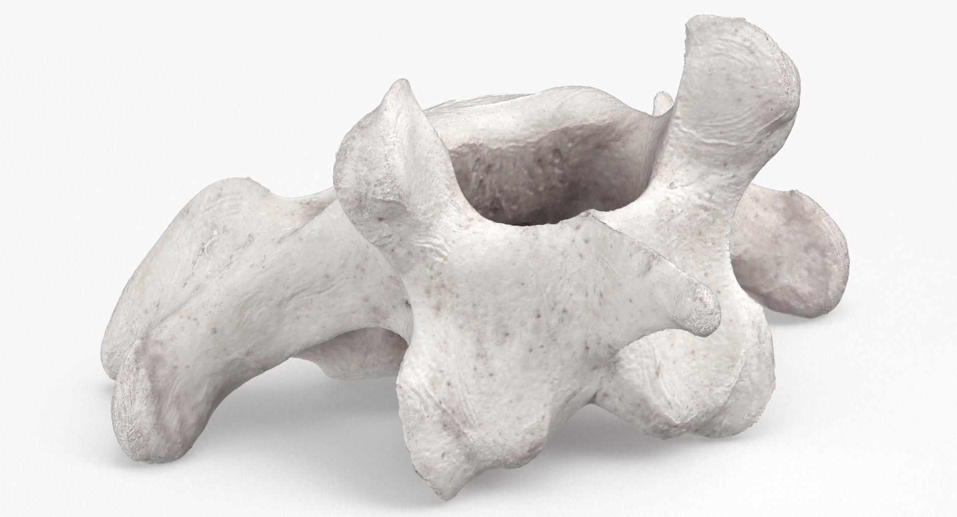 Bear Ursus Cervical Vertebrae C5 3D Model - TurboSquid 2163658