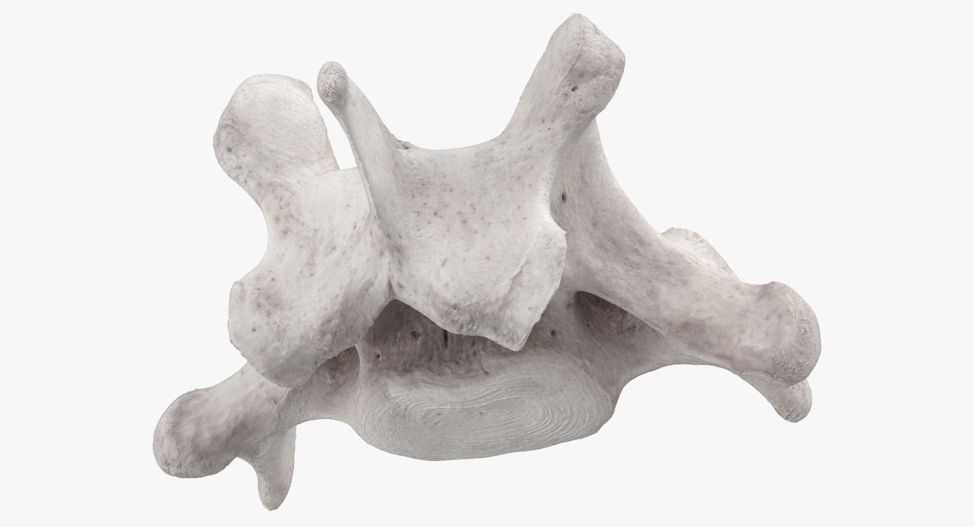 Bear Ursus Cervical Vertebrae C5 3D Model - TurboSquid 2163658