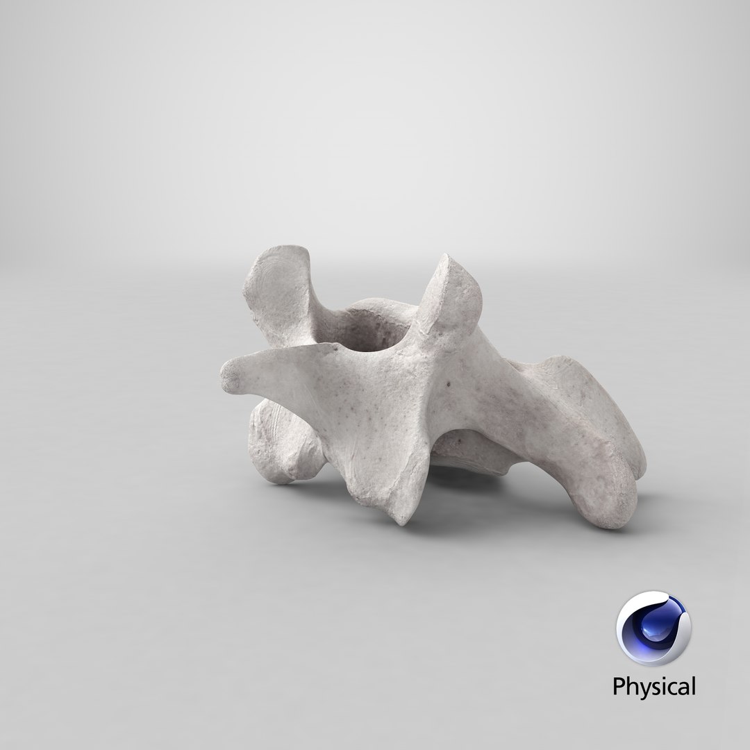 Bear Ursus Cervical Vertebrae C5 3D Model - TurboSquid 2163658