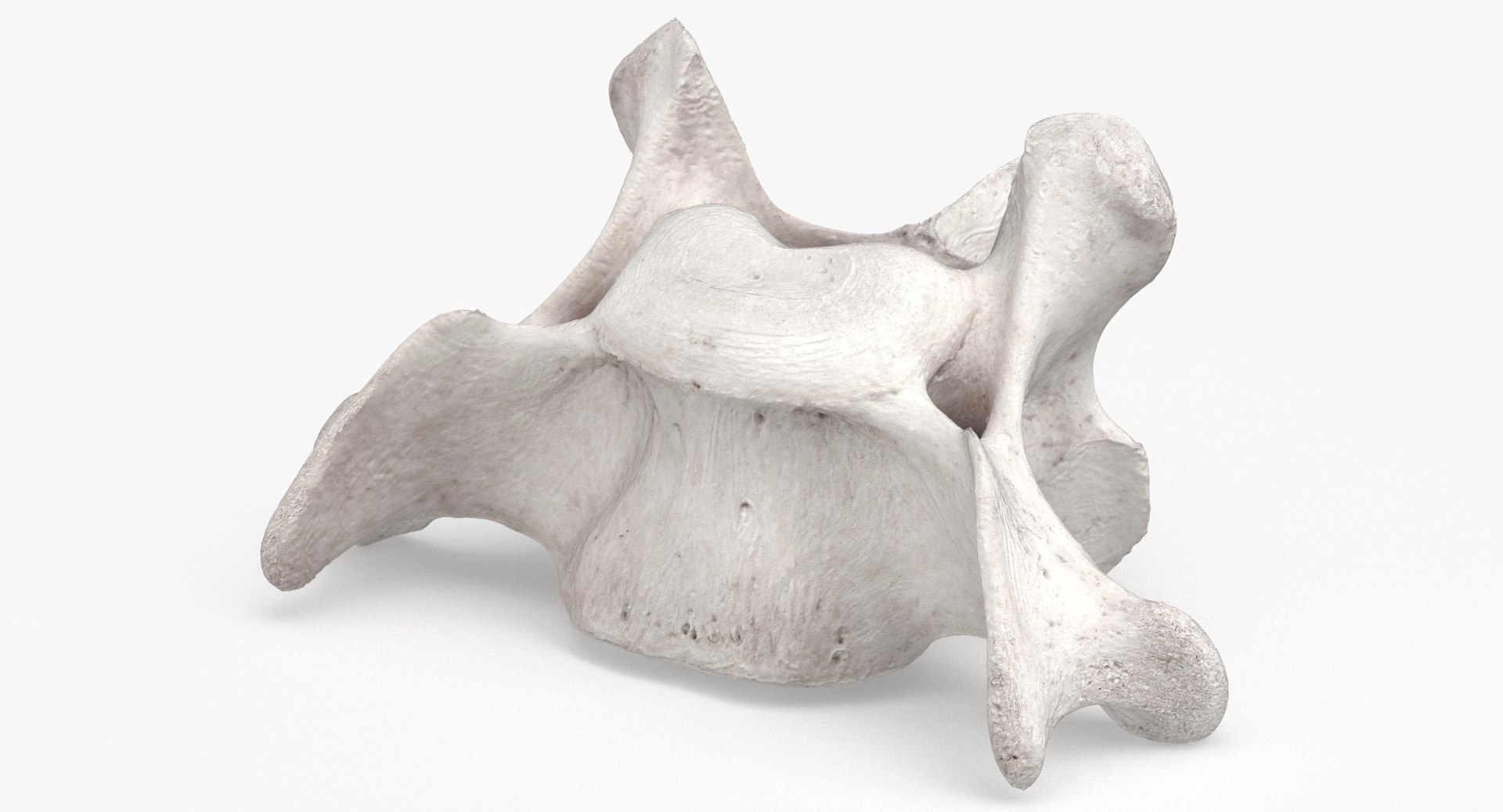 Bear Ursus Cervical Vertebrae C5 3D Model - TurboSquid 2163658