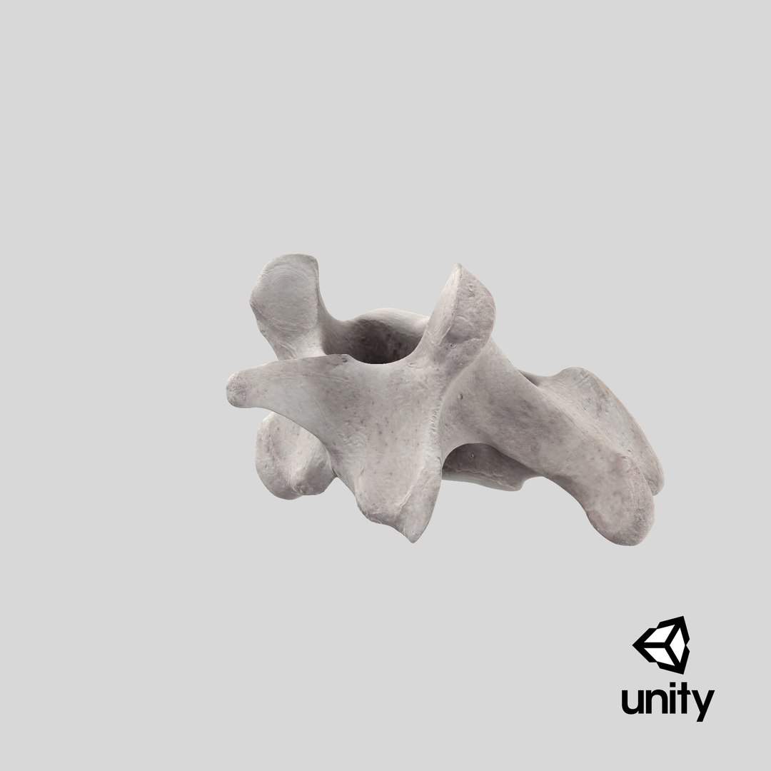 Bear Ursus Cervical Vertebrae C5 3D Model - TurboSquid 2163658