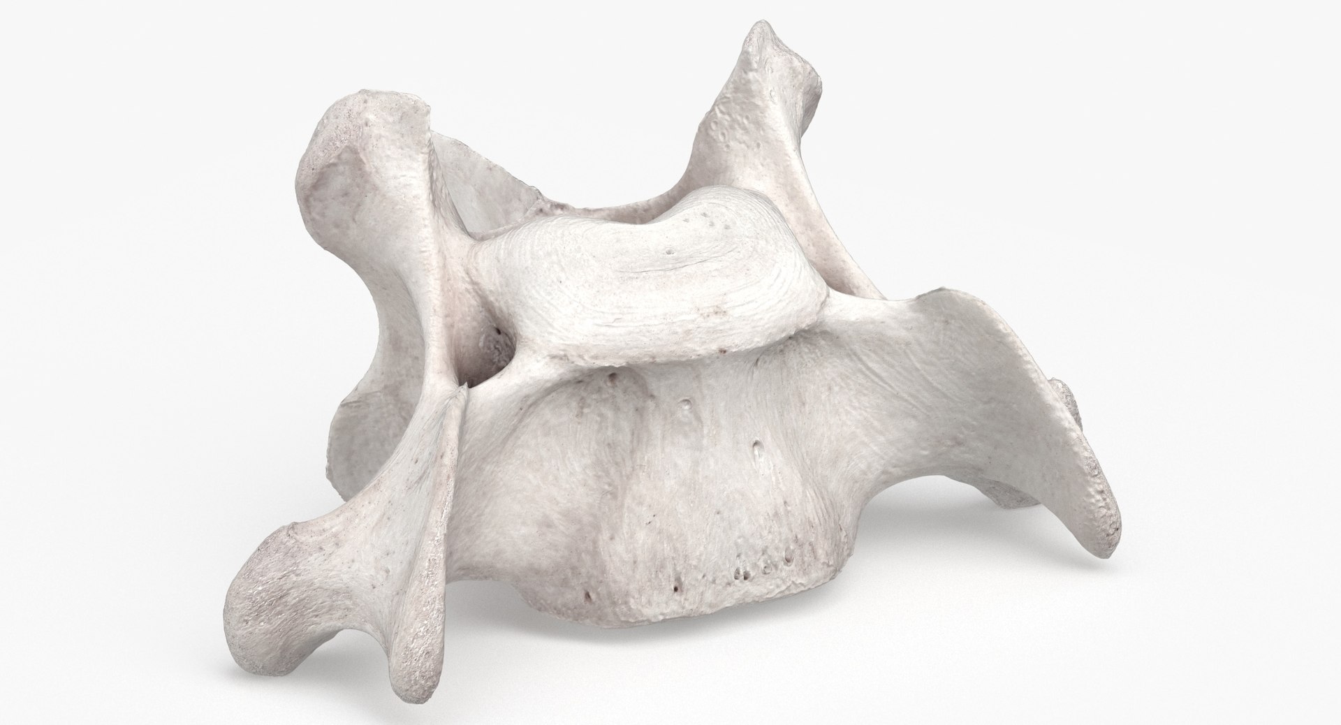 Bear Ursus Cervical Vertebrae C5 3D Model - TurboSquid 2163658