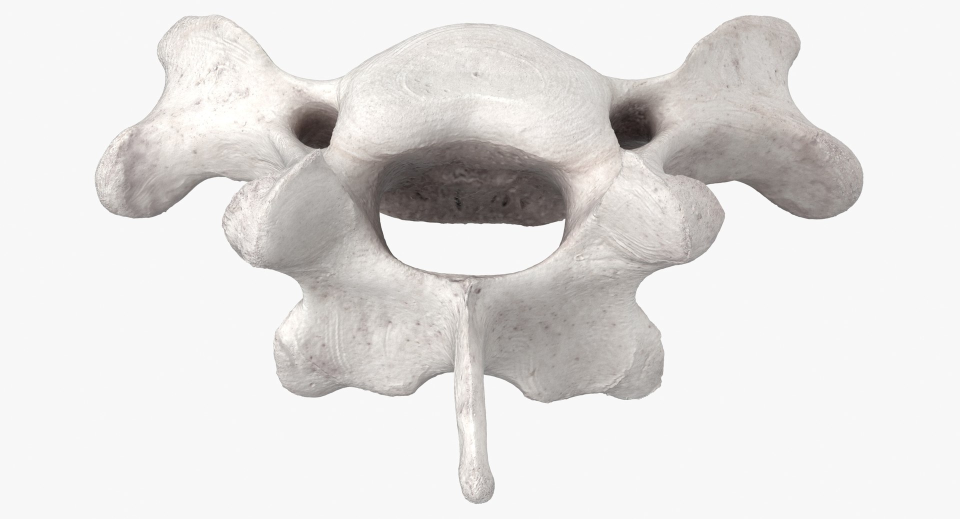 Bear Ursus Cervical Vertebrae C5 3D Model - TurboSquid 2163658