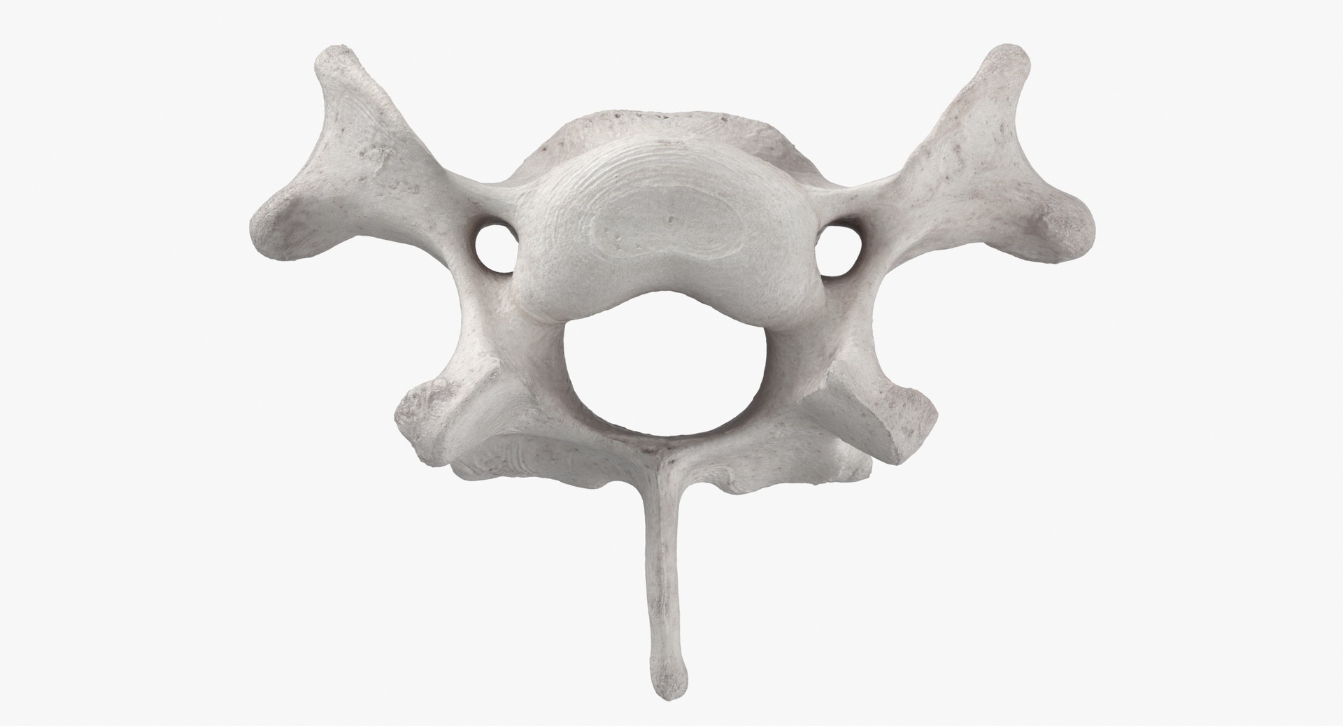 Bear Ursus Cervical Vertebrae C5 3D Model - TurboSquid 2163658