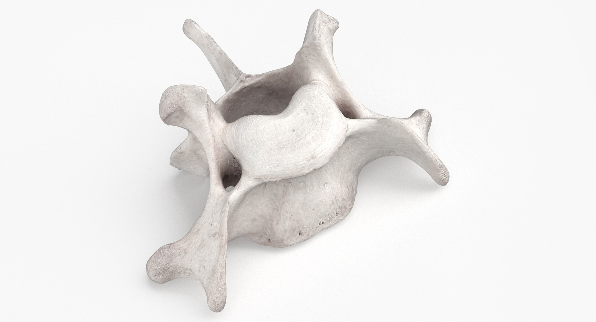 Bear Ursus Cervical Vertebrae C5 3D Model - TurboSquid 2163658