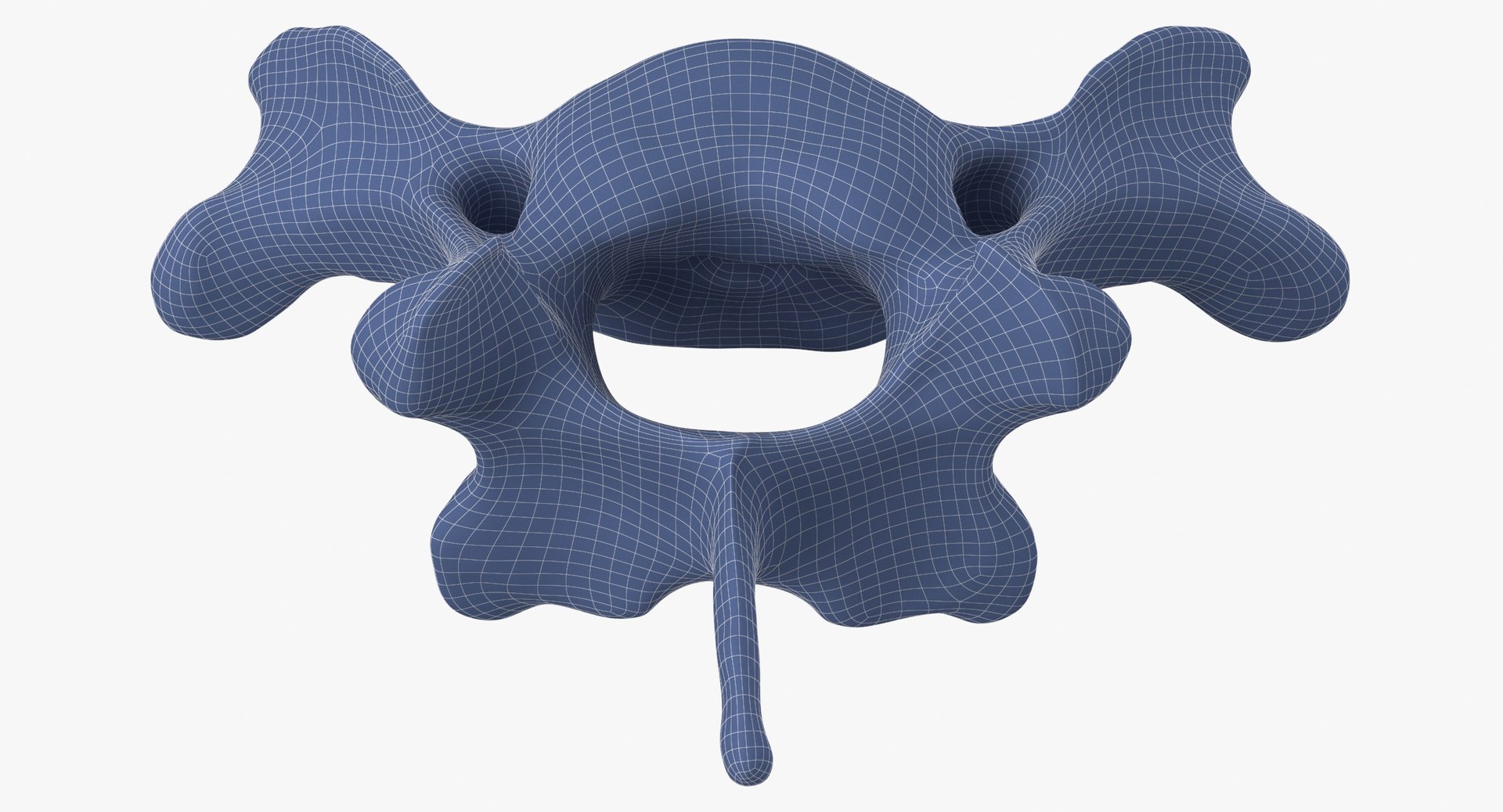 Bear Ursus Cervical Vertebrae C5 3D Model - TurboSquid 2163658